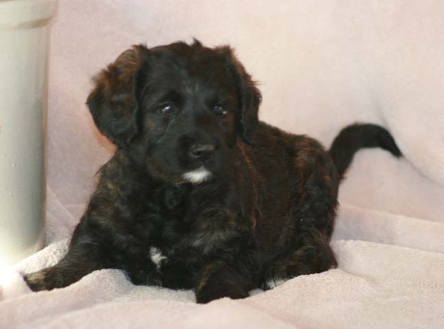 Labradoodle Puppies Available February 2011
