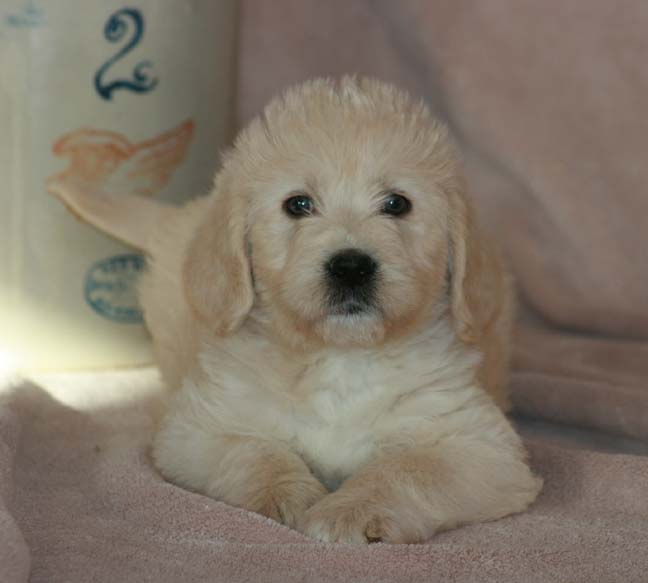 Labradoodle Puppies Available February 2011